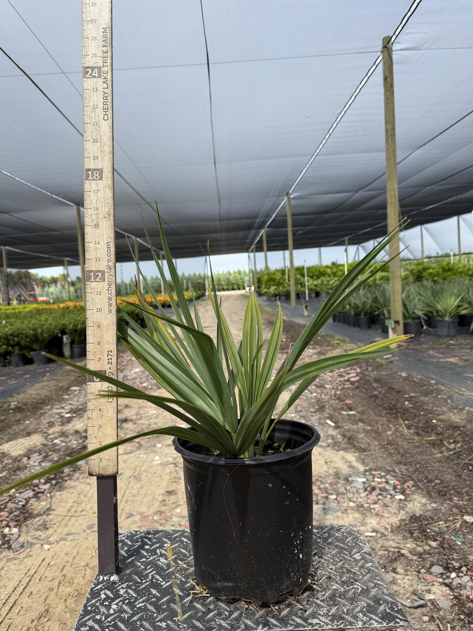 Dwarf Palmetto Blue Stem | 3 gal. 7 gal. 15 gal. – Sullivan Road Farm LLC